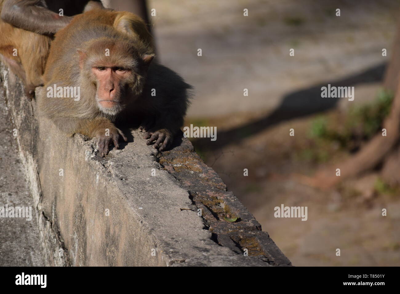 Monkey resting on wall Stock Photo - Alamy