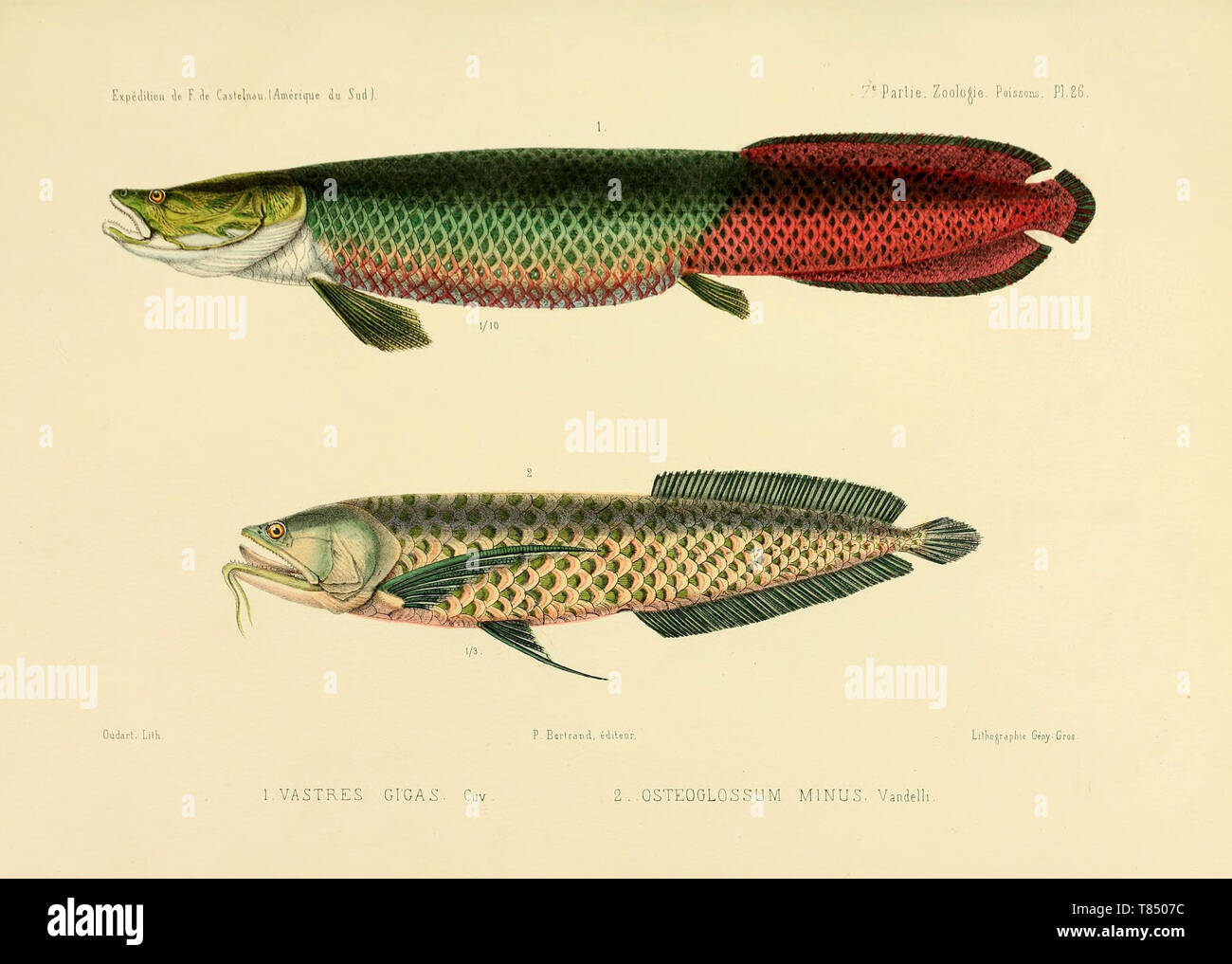 Beautiful vintage hand drawn illustrations of exotic fish and eels from ...