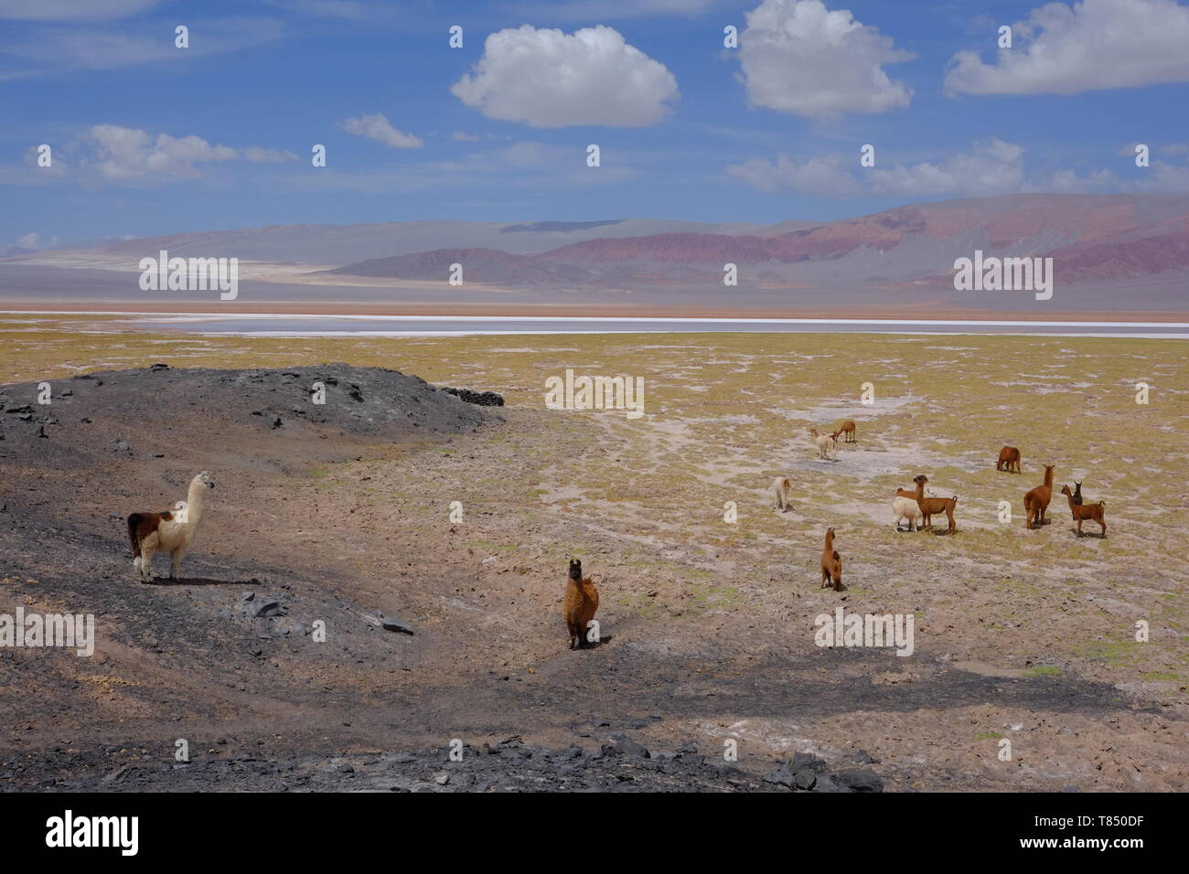 Puna desert hi-res stock photography and images - Alamy