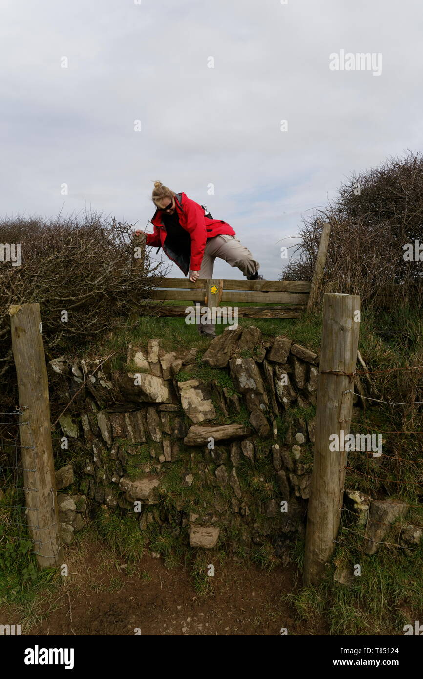 Female walker climbing over a high dry stone wall style near Croyde ...