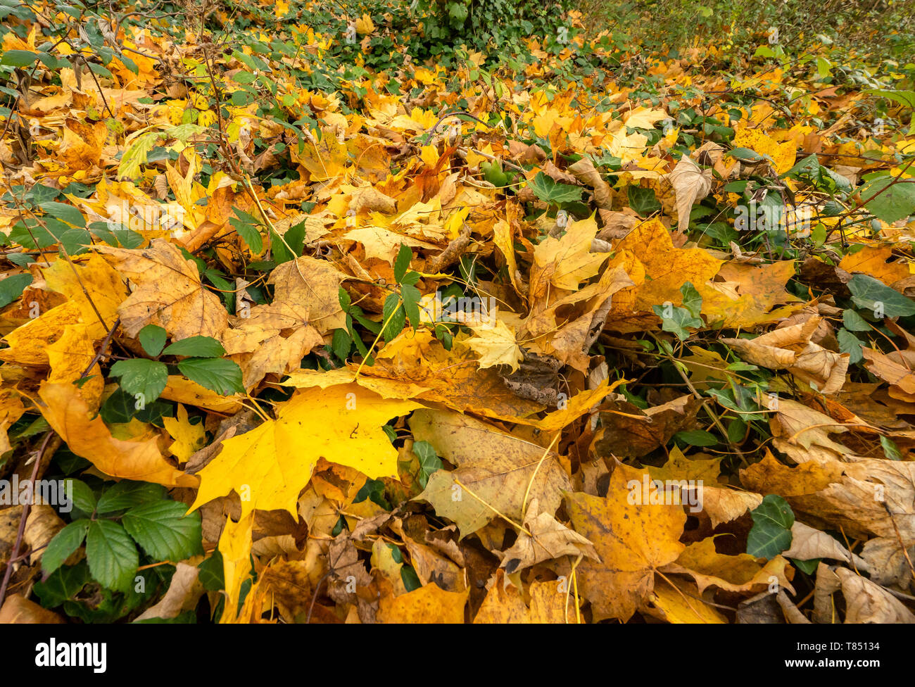 Autumn leaves on ground Stock Photo - Alamy