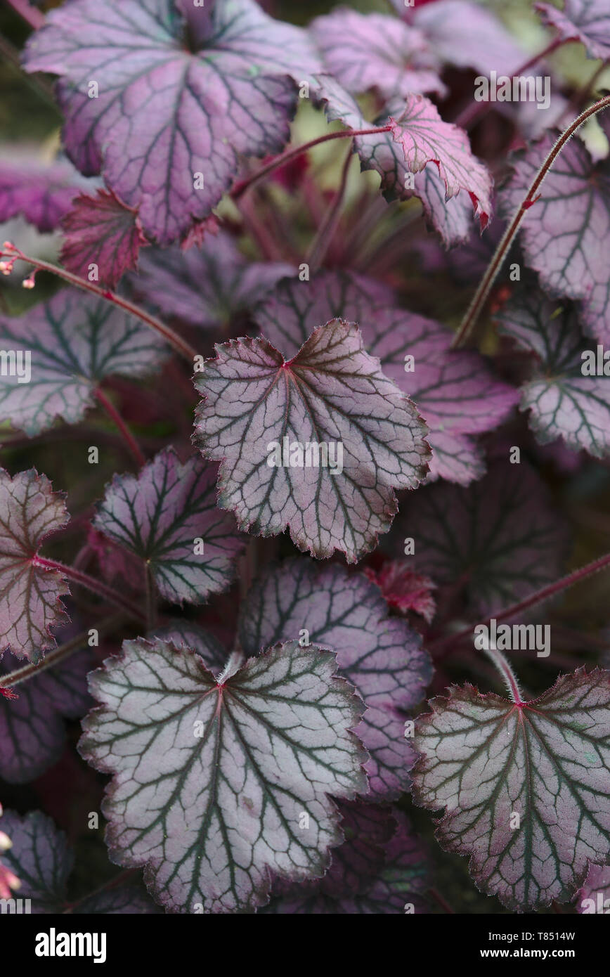 Saxifragaceae hi-res stock photography and images - Alamy