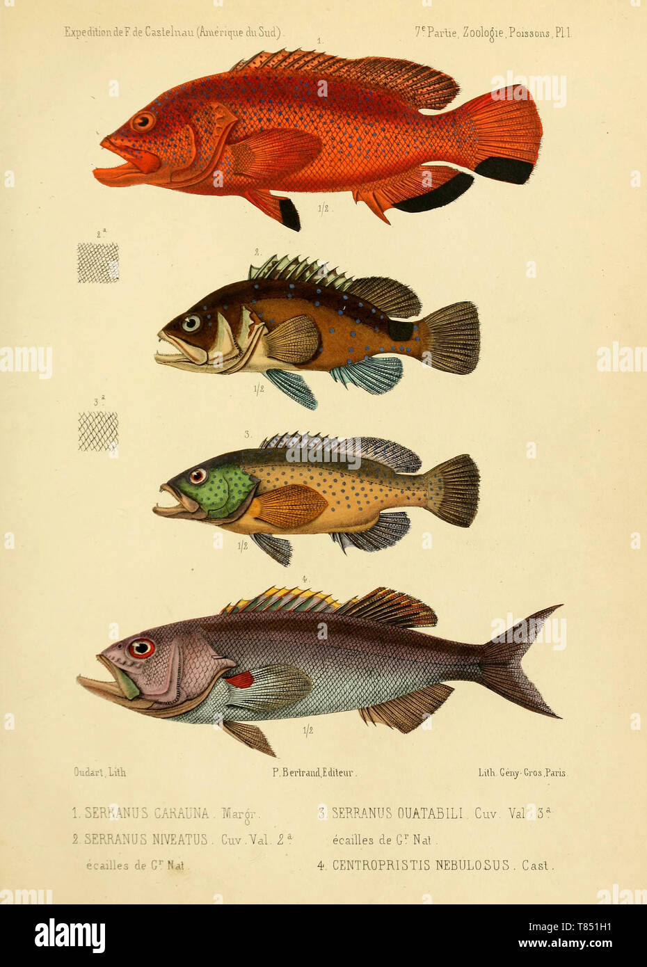 Beautiful vintage hand drawn illustrations of exotic fish and eels from ...