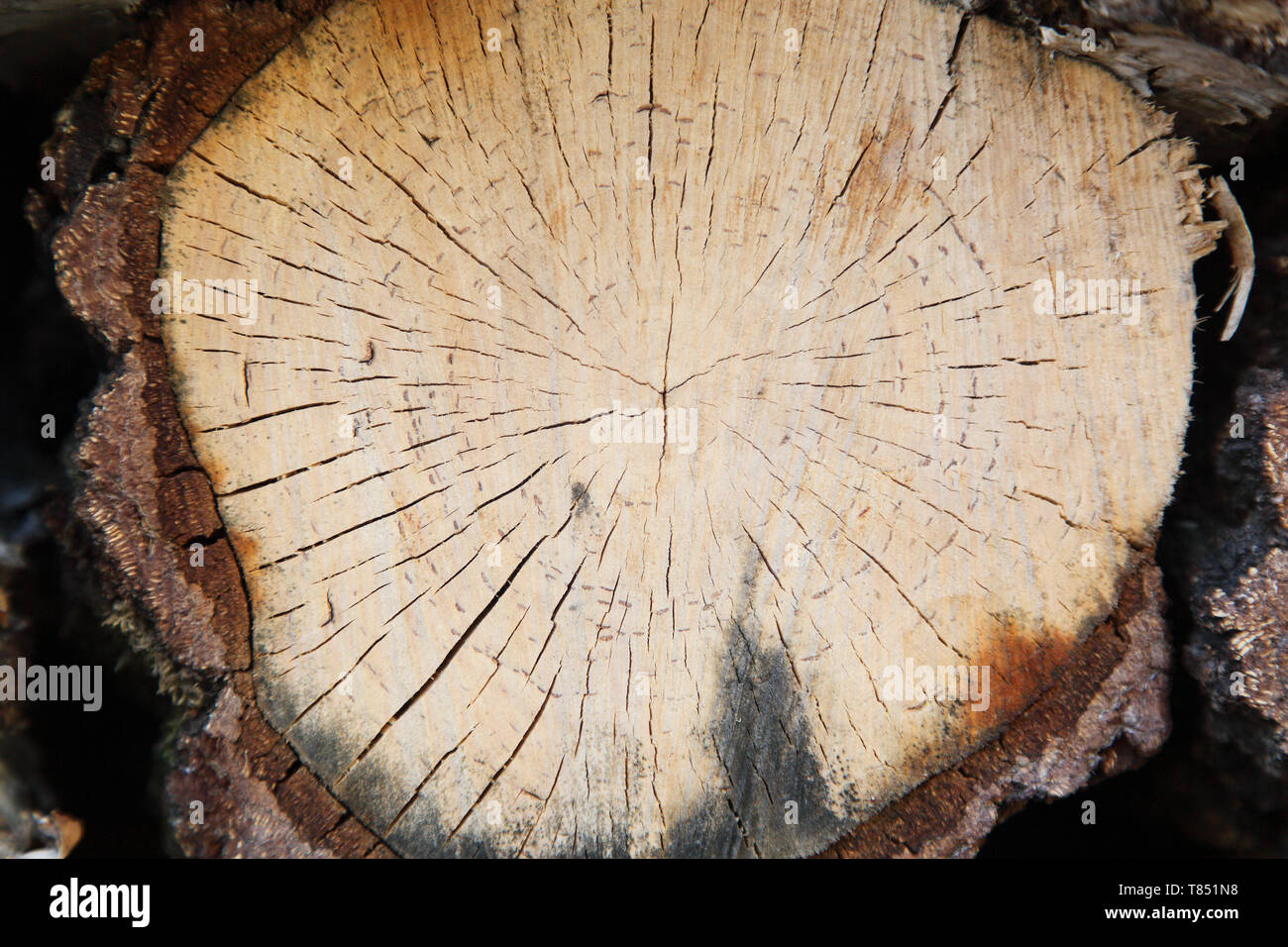 In the photo the birch is cut. The background of the wood Stock Photo ...