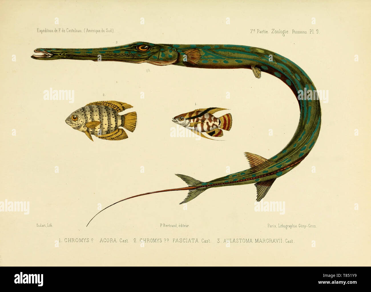Beautiful vintage hand drawn illustrations of exotic fish and eels from ...