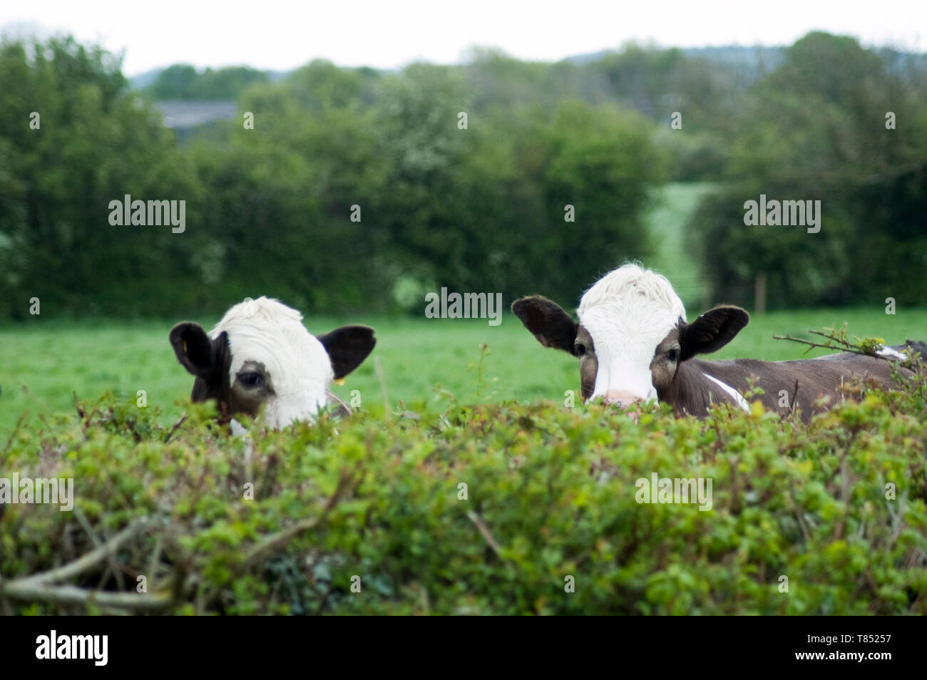 Cattle uk heads hi-res stock photography and images - Alamy