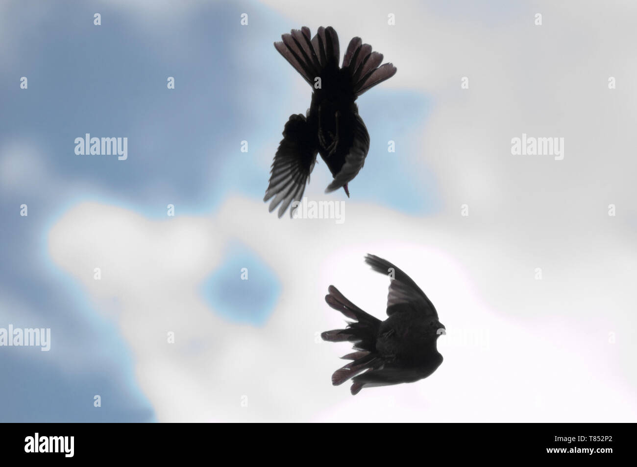 Male and female blackbirds hi-res stock photography and images - Alamy