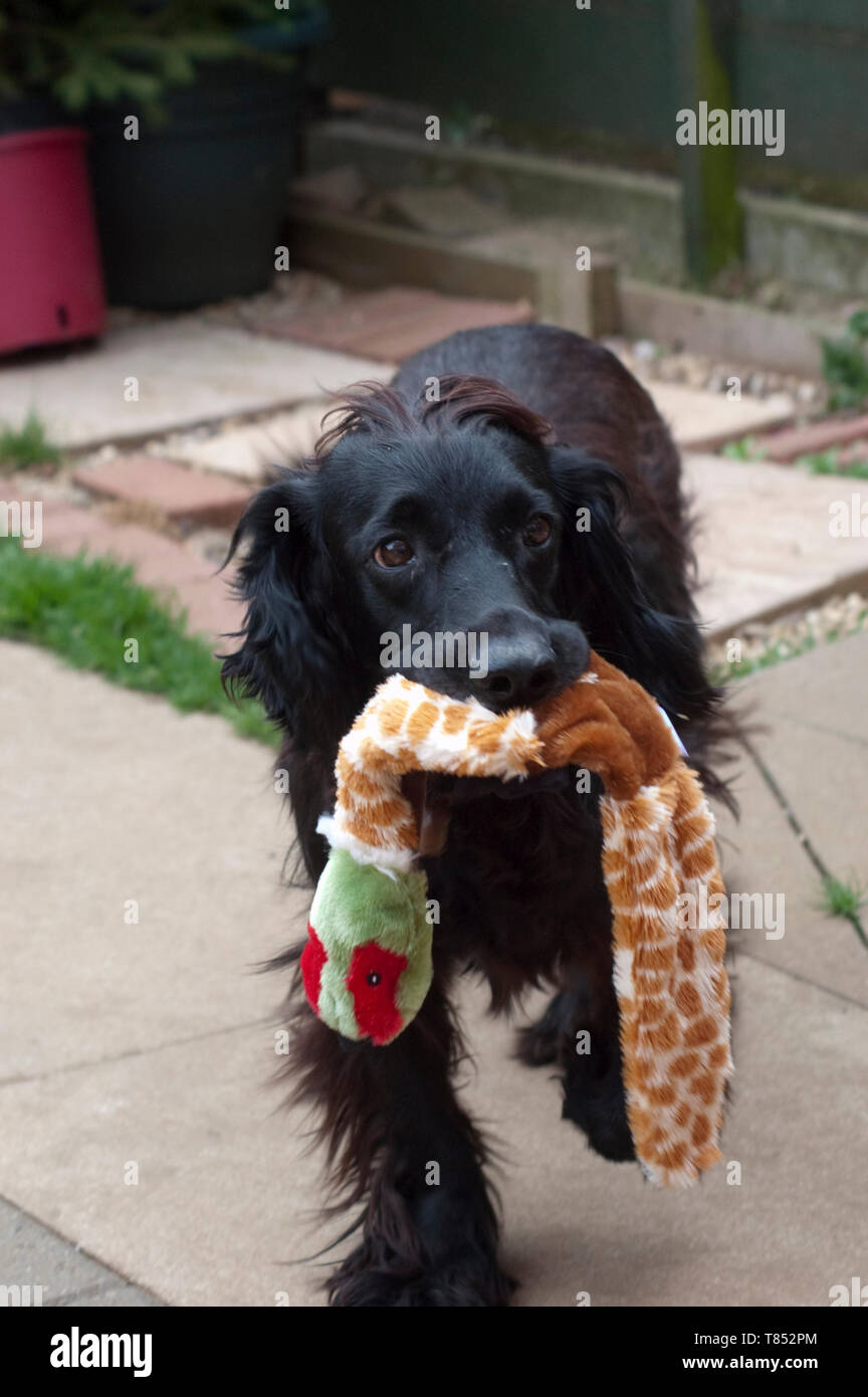 Cocker Spaniel with Toy Stock Photo - Alamy
