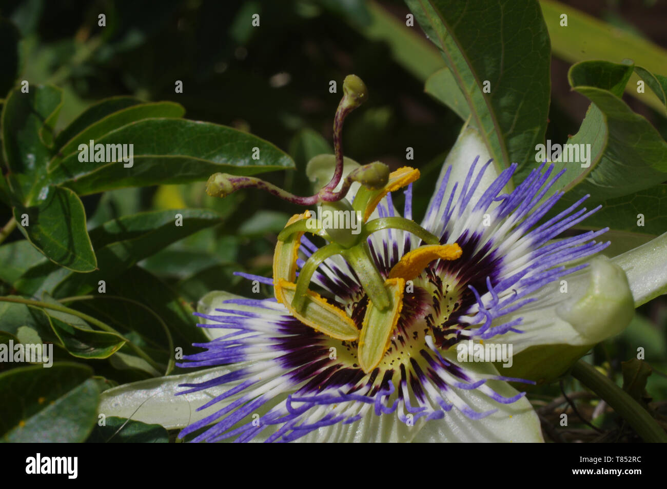 Passion flower (passiflora edulis) close-up Stock Photo - Alamy