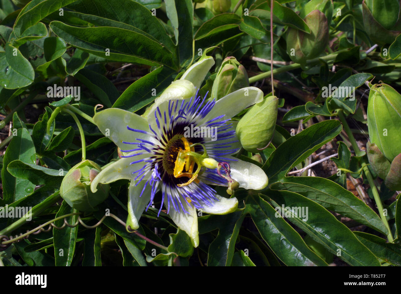 Passion flower (passiflora edulis) close-up Stock Photo - Alamy