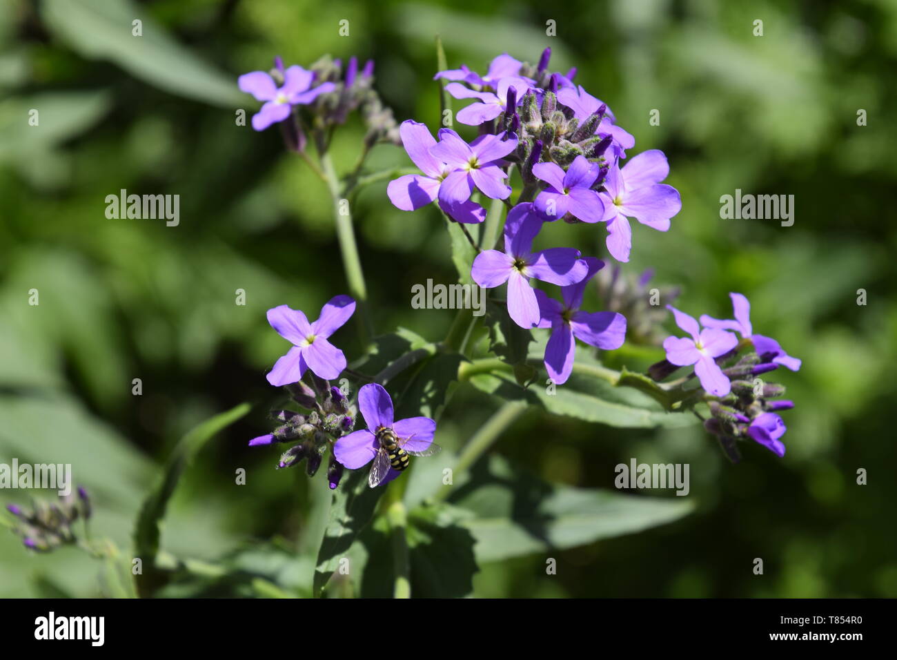 Dames Rocket Violet Hesperis matronalis is a herbaceous plant species ...