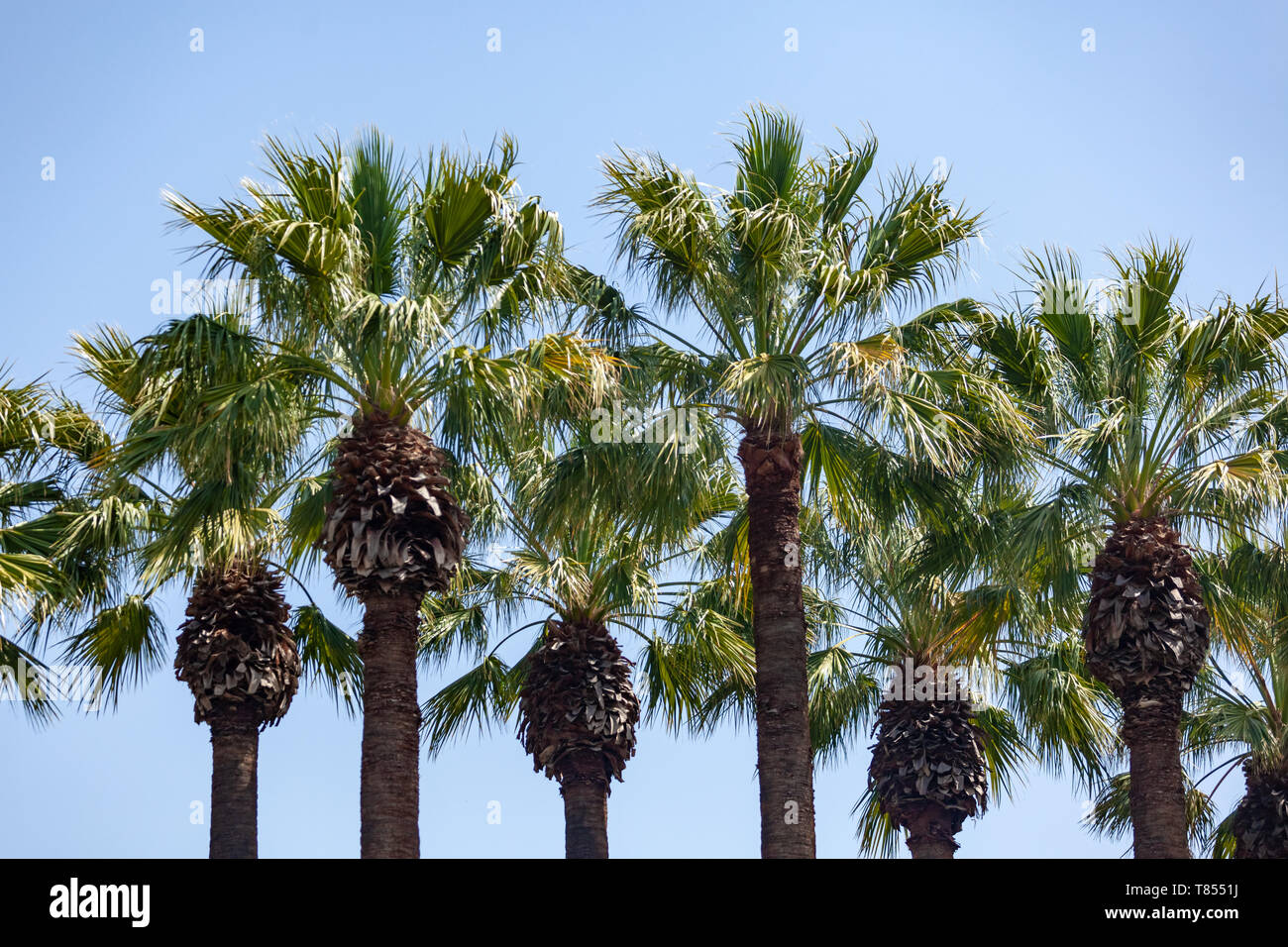 Sun peaking through tall palm trees in, Athens, Greece, nature Stock ...