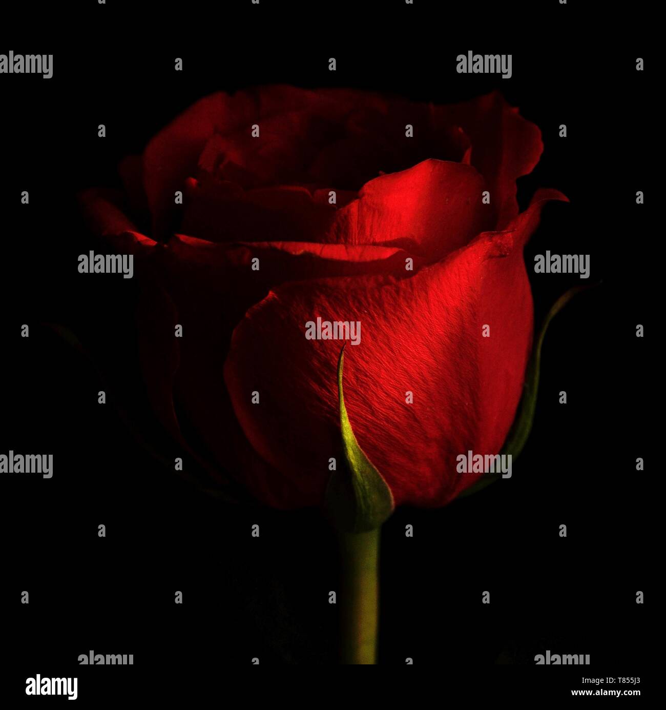 single red rose Stock Photo - Alamy