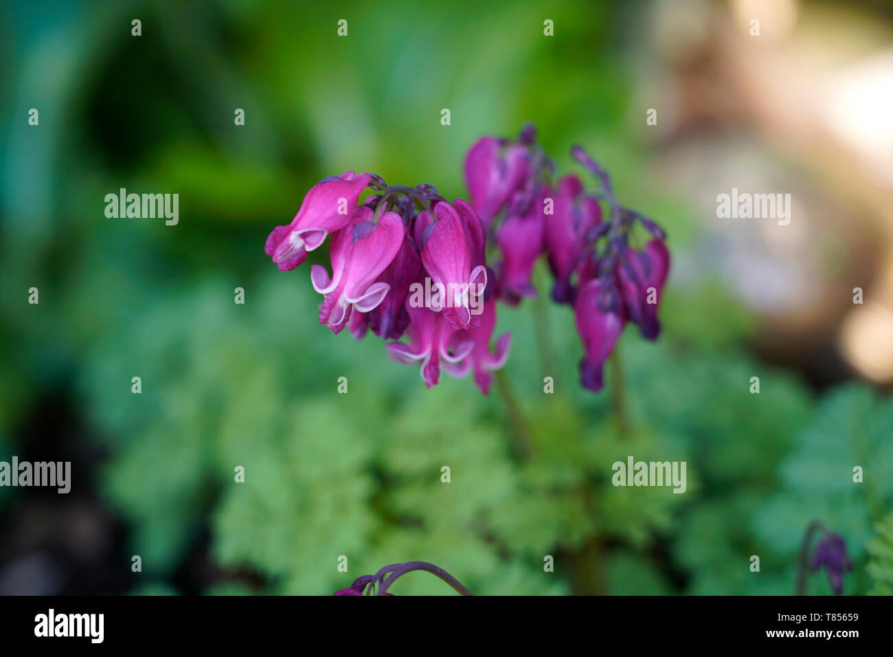 Common bleeding heart flower (Dicentra spectabilis Stock Photo - Alamy