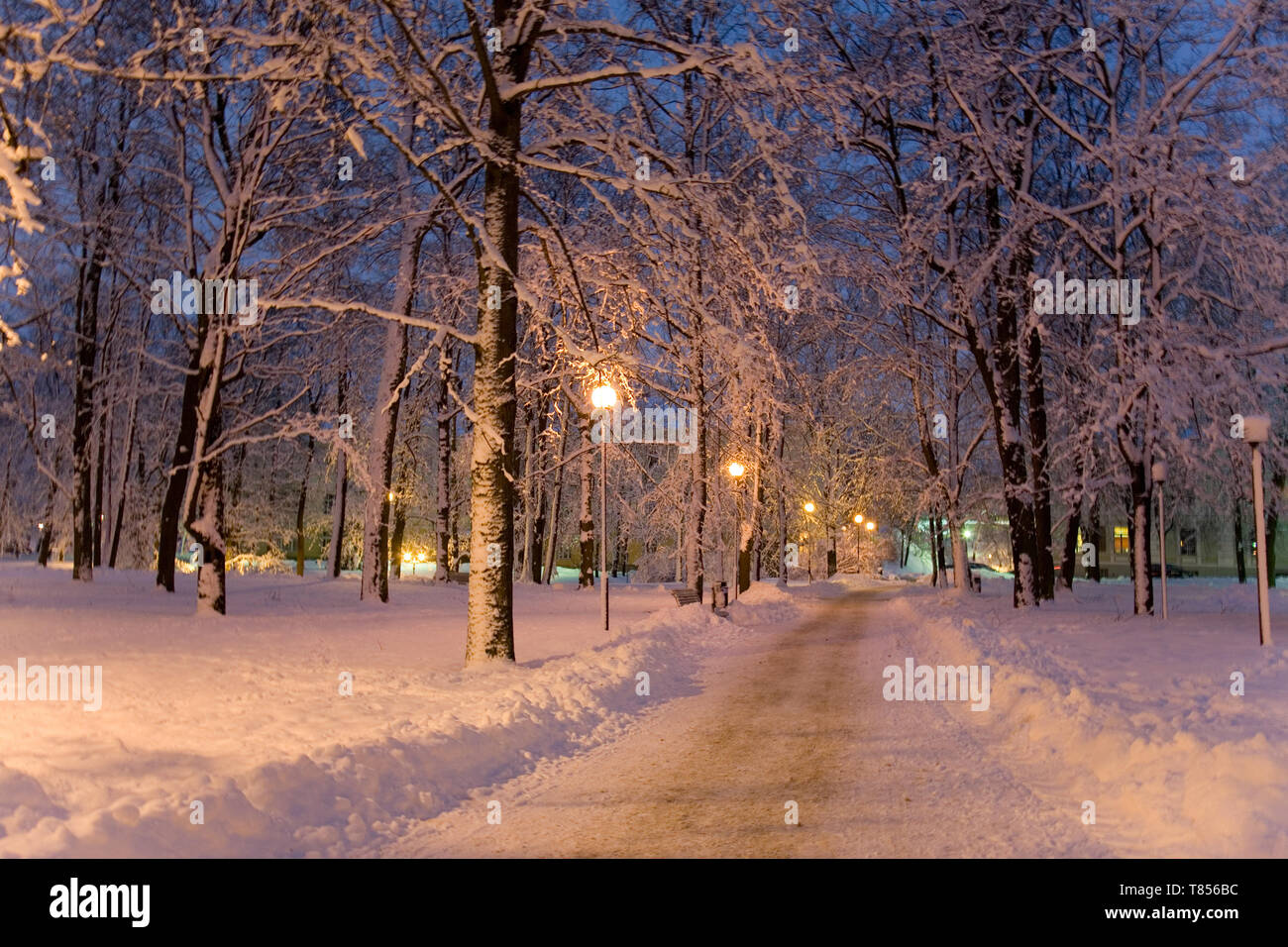 Frozen Path Through Trees Stock Photo - Alamy