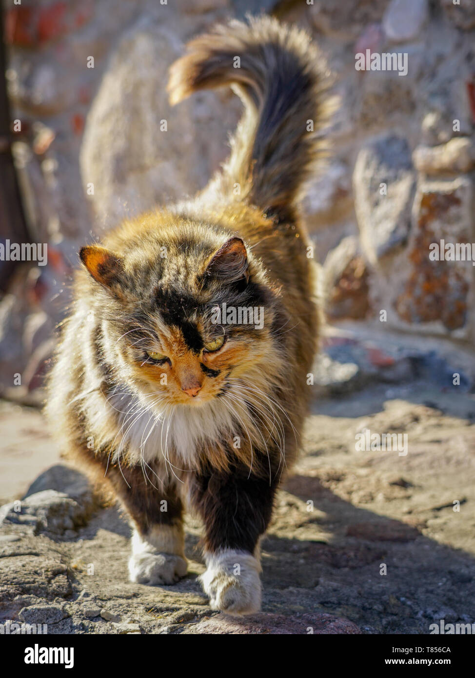 beautiful colorful homeless cat on the street Stock Photo - Alamy