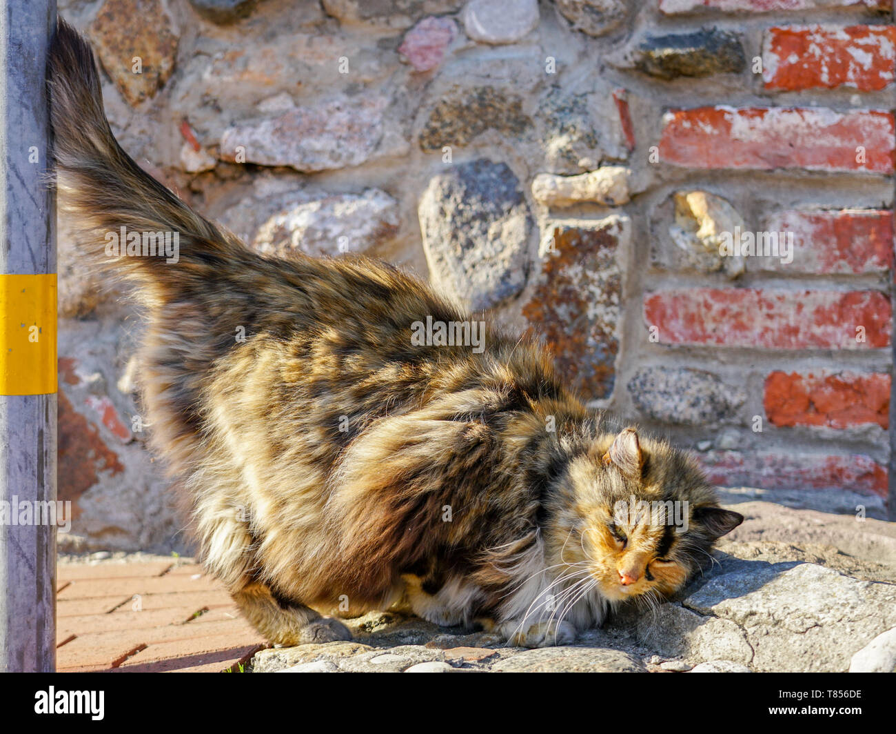 beautiful colorful homeless cat on the street Stock Photo - Alamy