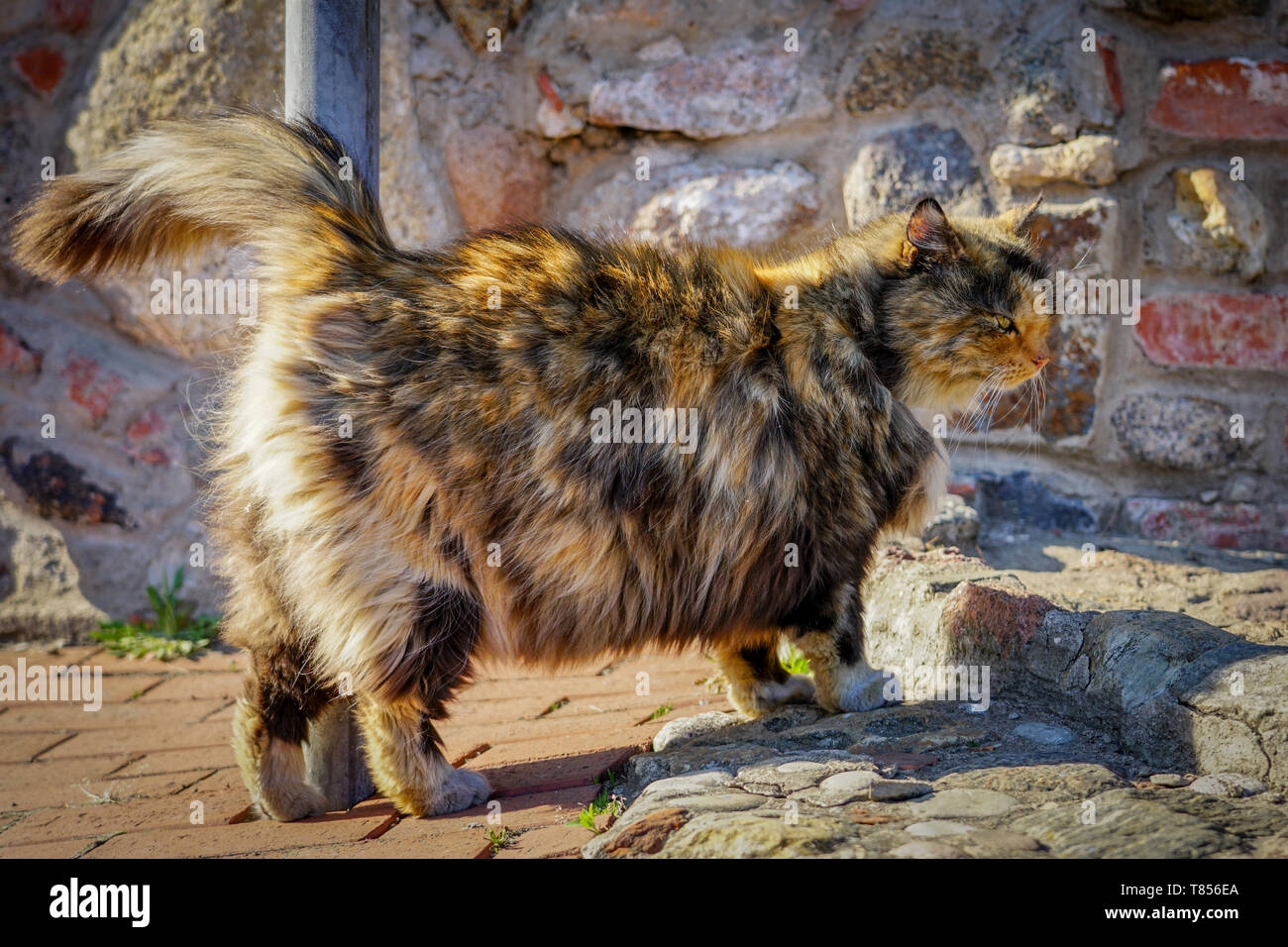 beautiful colorful homeless cat on the street Stock Photo - Alamy