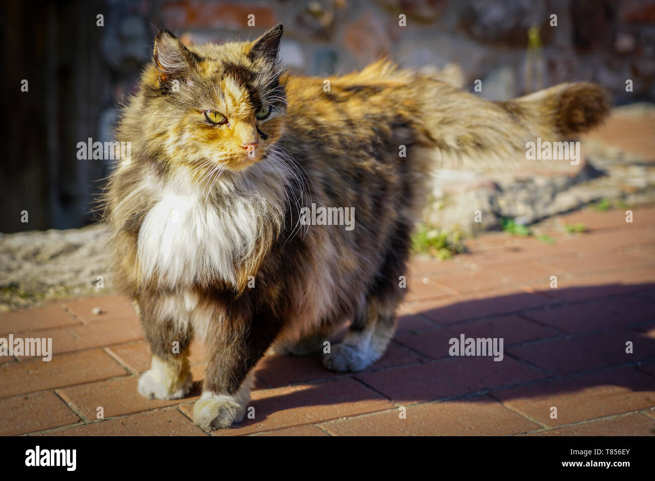 beautiful colorful homeless cat on the street Stock Photo - Alamy