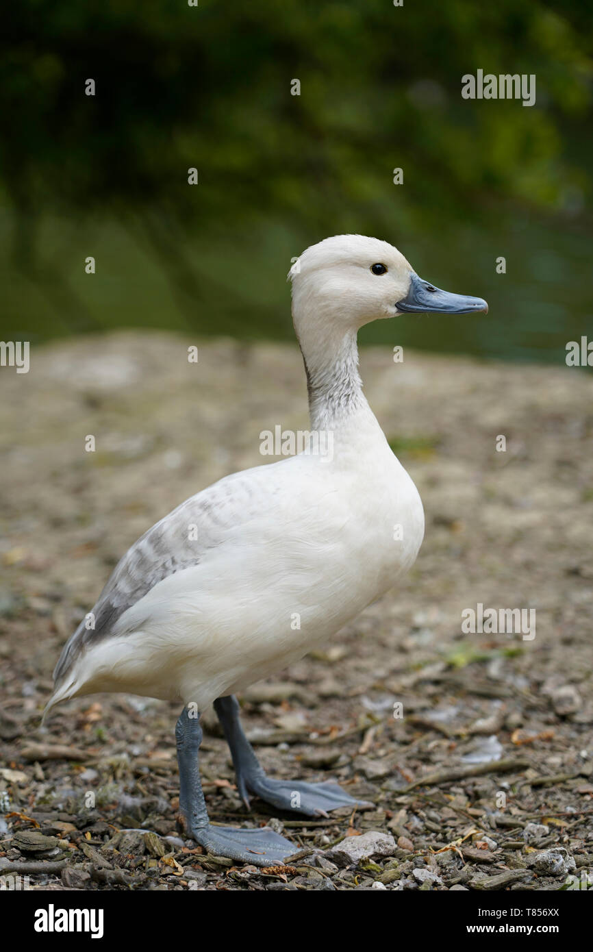White duck portrait, UK Stock Photo - Alamy