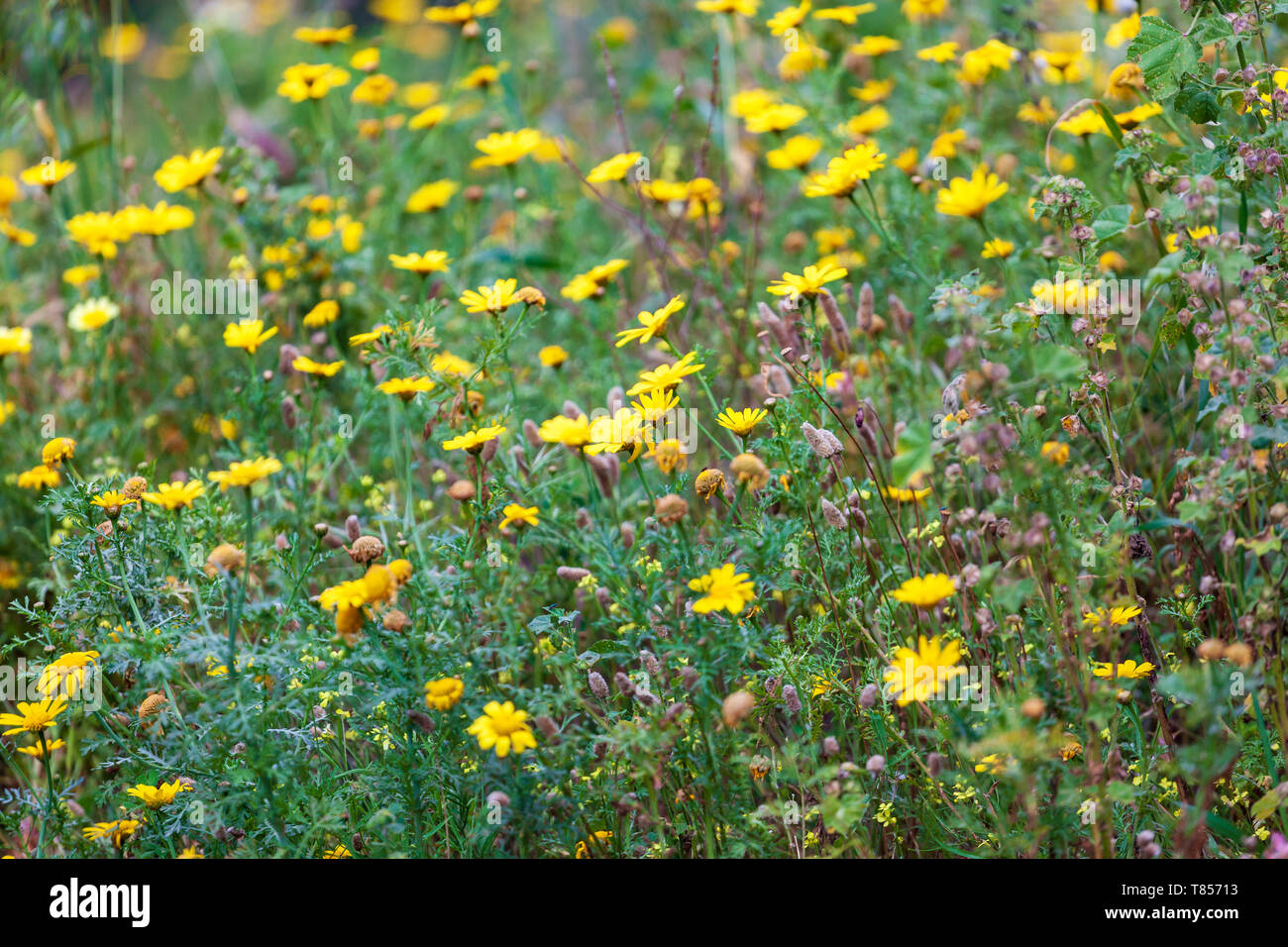 A lot of yellow flowers in early spring, nature Stock Photo - Alamy