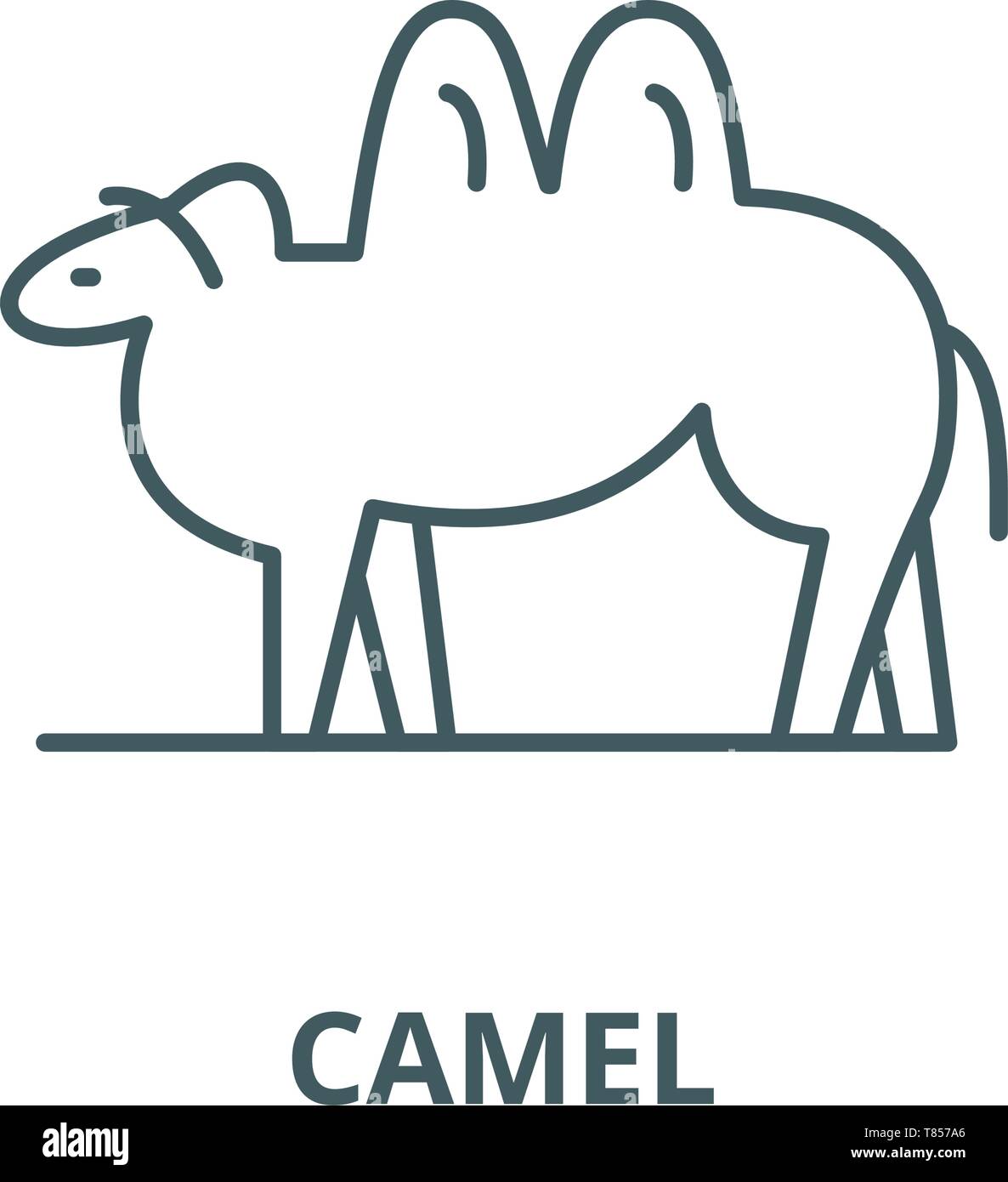 Camel vector line icon, linear concept, outline sign, symbol Stock ...