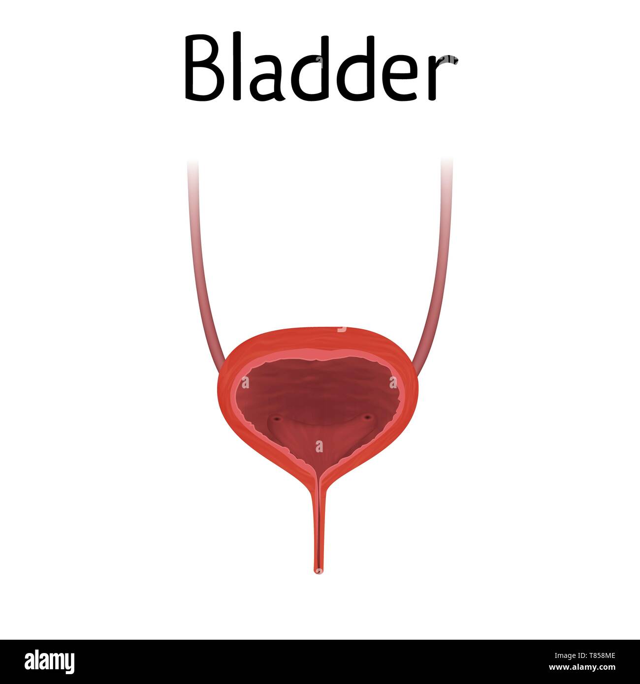 Bladder urinary healthy anatomy hi-res stock photography and images - Alamy