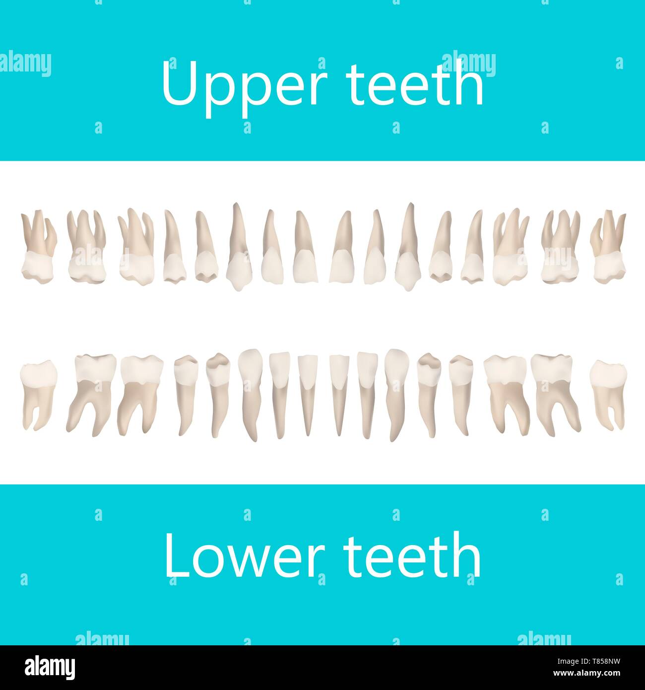 Upper and lower adult teeth, illustration Stock Photo - Alamy