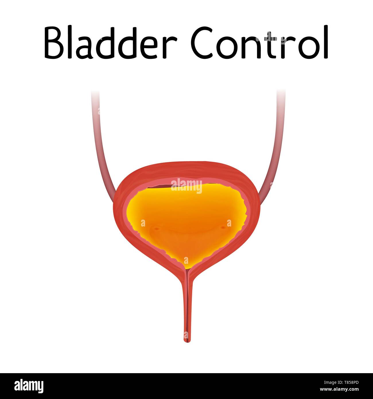 Bladder control, illustration Stock Photo - Alamy