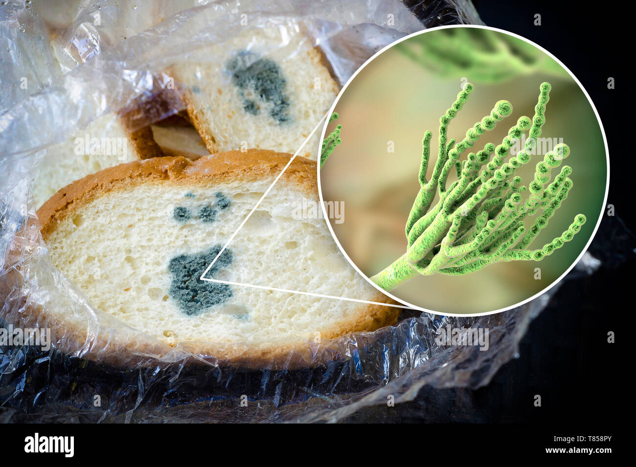 Microorganisms In Bread