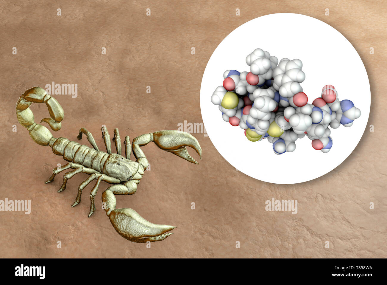 Molecule of scorpion chlorotoxin, composite image Stock Photo - Alamy