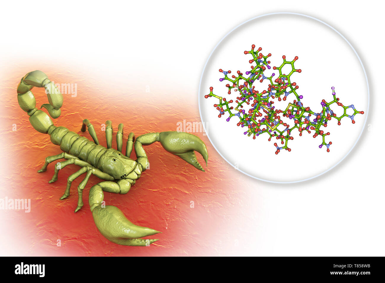 Molecule of scorpion chlorotoxin, composite image Stock Photo - Alamy