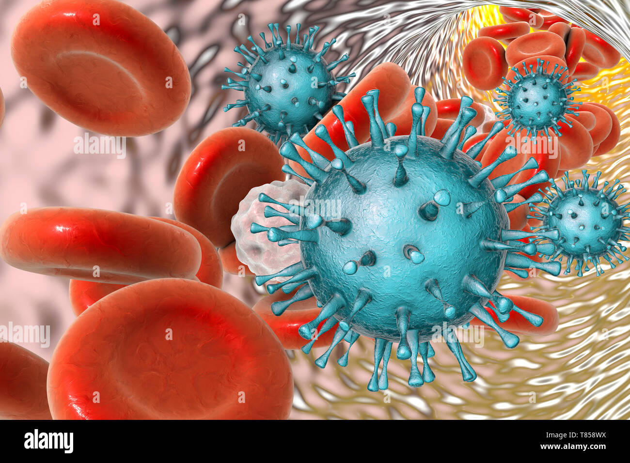 Cytomegaloviruses hi-res stock photography and images - Alamy