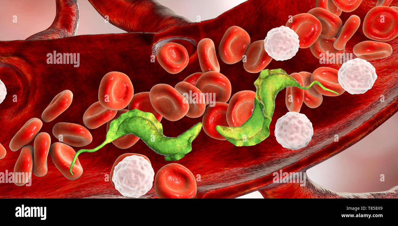 Chagas disease parasite, illustration Stock Photo - Alamy