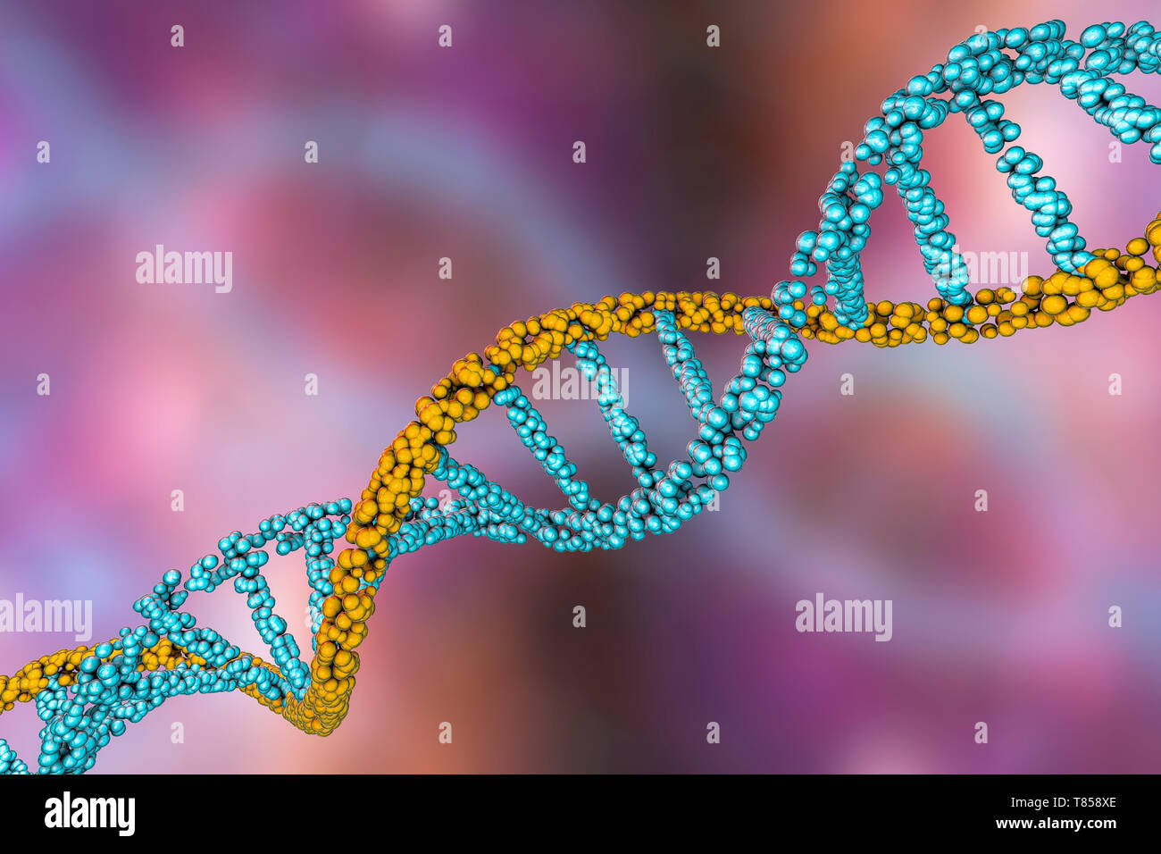 DNA molecule, illustration Stock Photo - Alamy