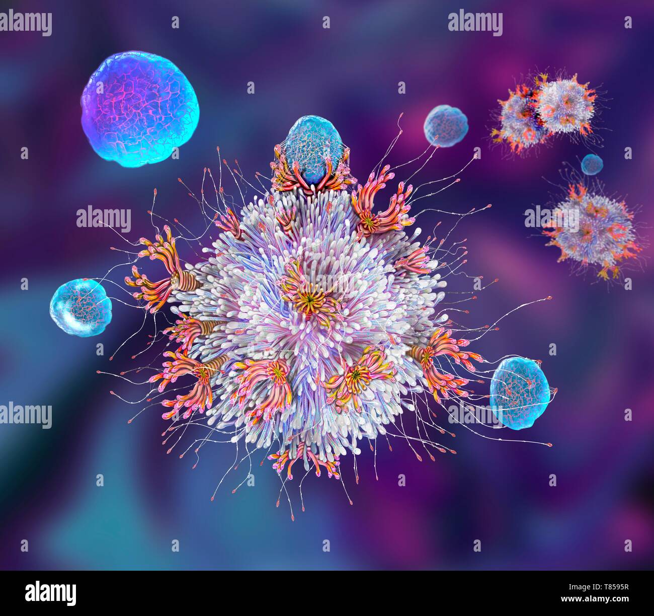 T cell binding antigen, illustration Stock Photo - Alamy
