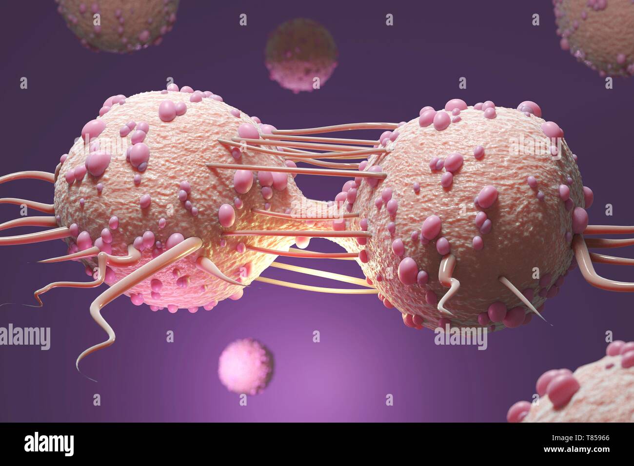 Cancer cells dividing, illustration Stock Photo - Alamy