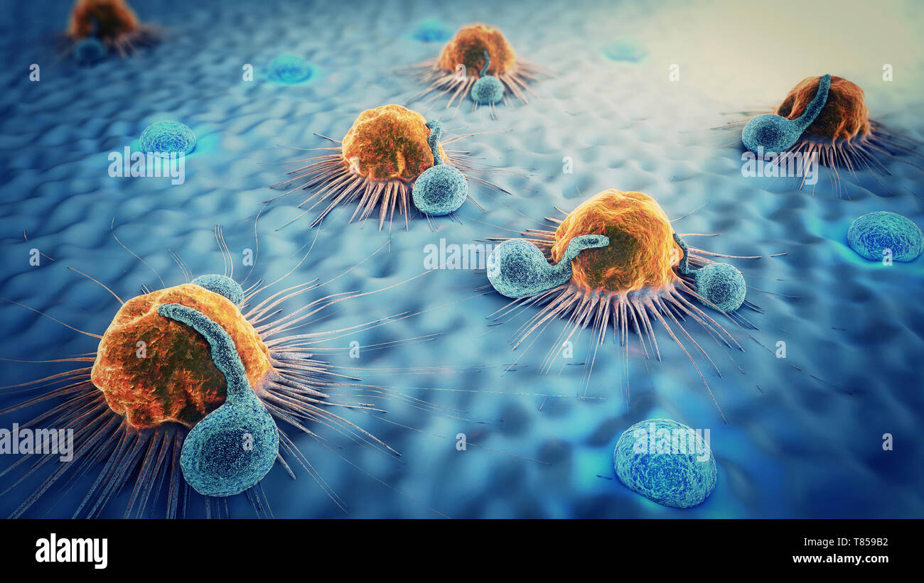 Lymphocytes attacking cancer cells, illustration Stock Photo - Alamy