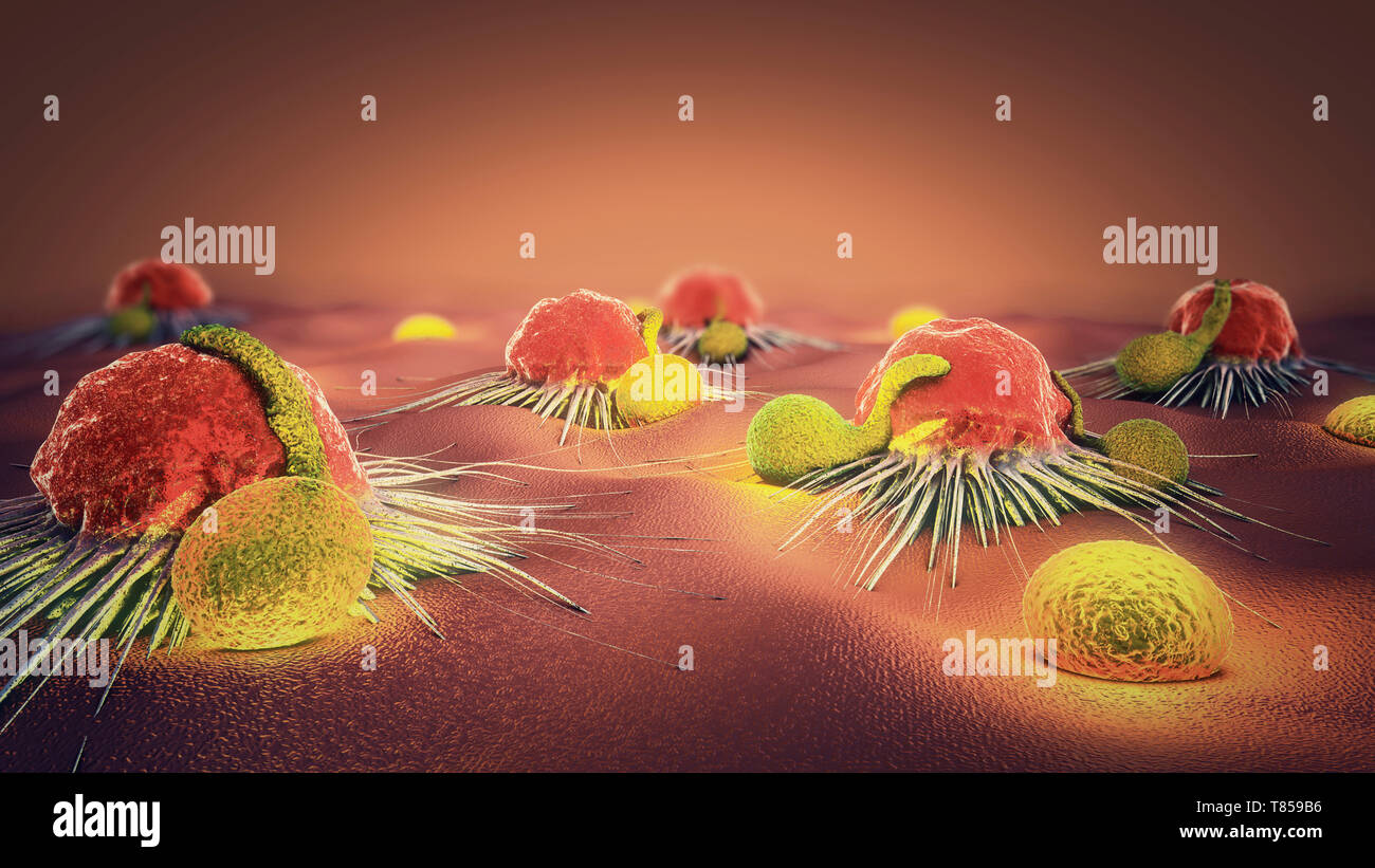 Lymphocytes attacking cancer cells, illustration Stock Photo - Alamy