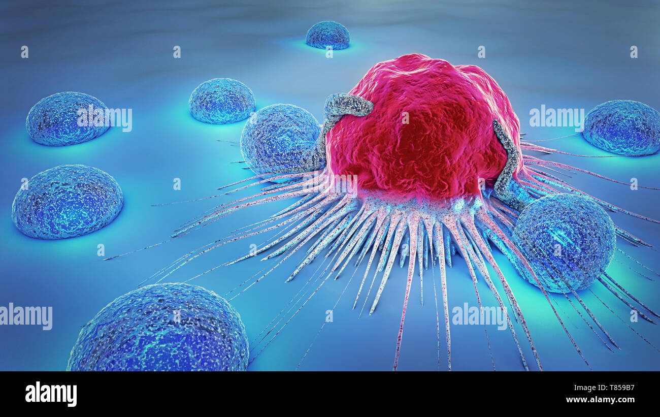 Lymphocytes attacking cancer cells, illustration Stock Photo - Alamy