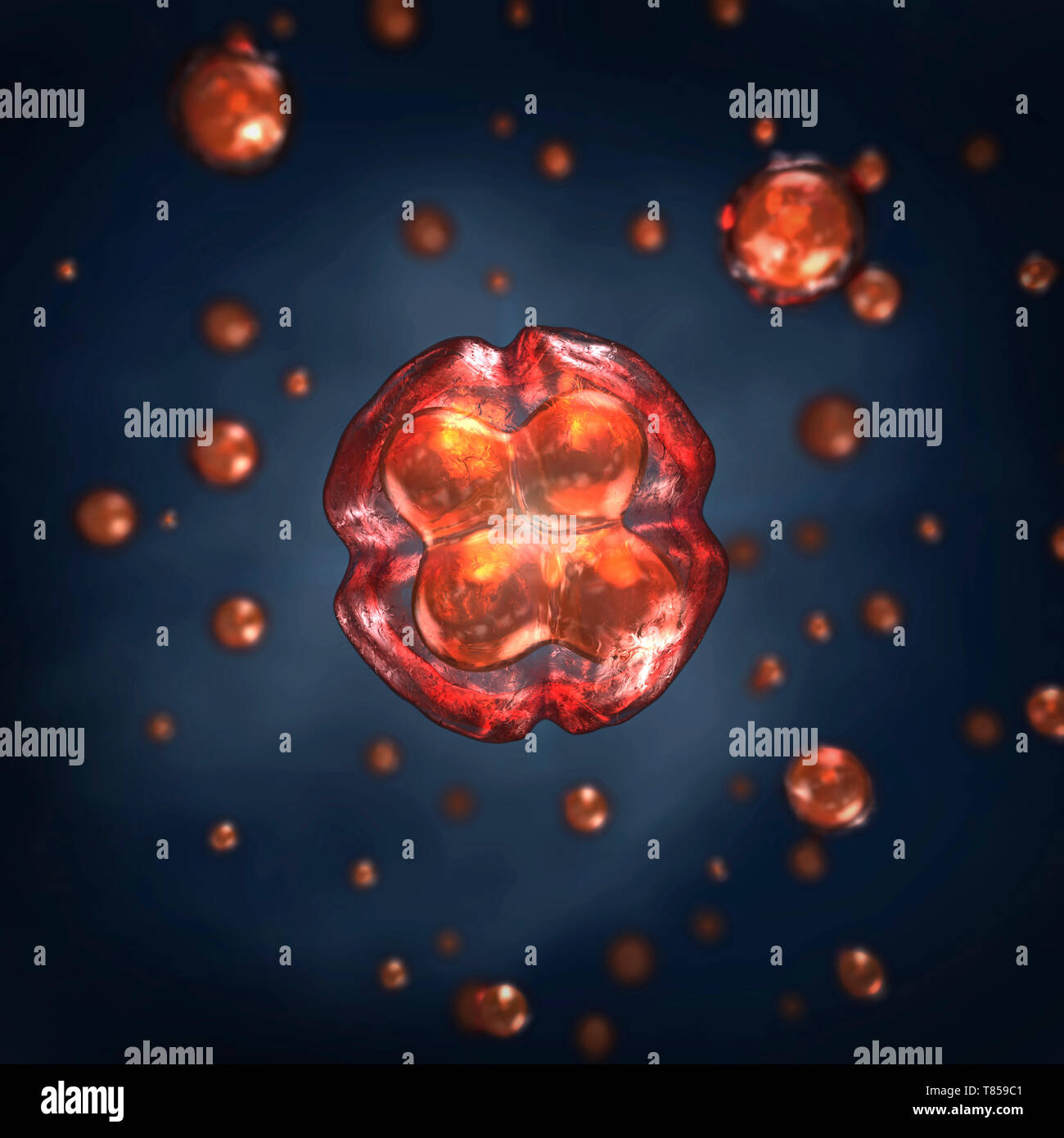 Embryo cell division hi-res stock photography and images - Alamy