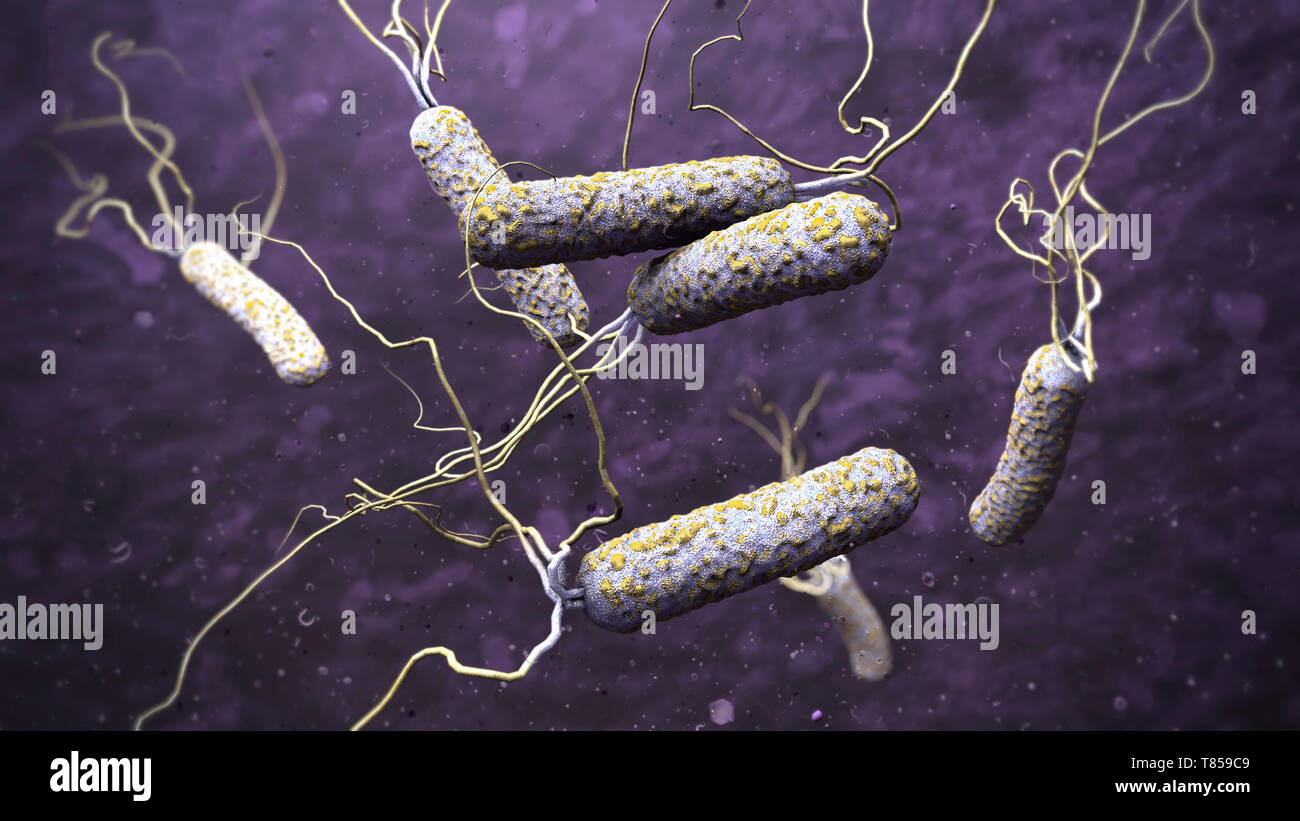 Cholera bacteria, illustration Stock Photo - Alamy