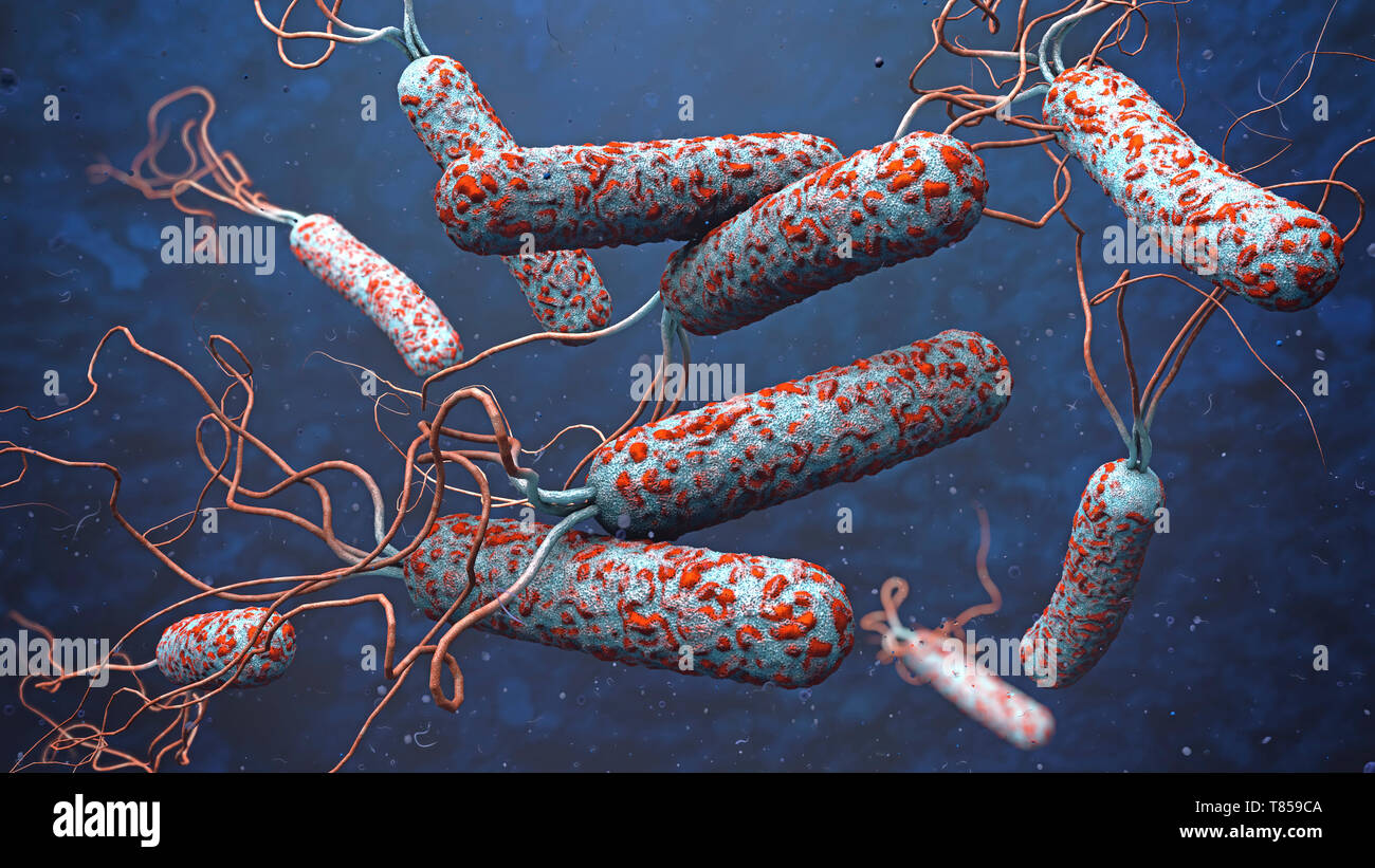 Cholera bacteria, illustration Stock Photo - Alamy