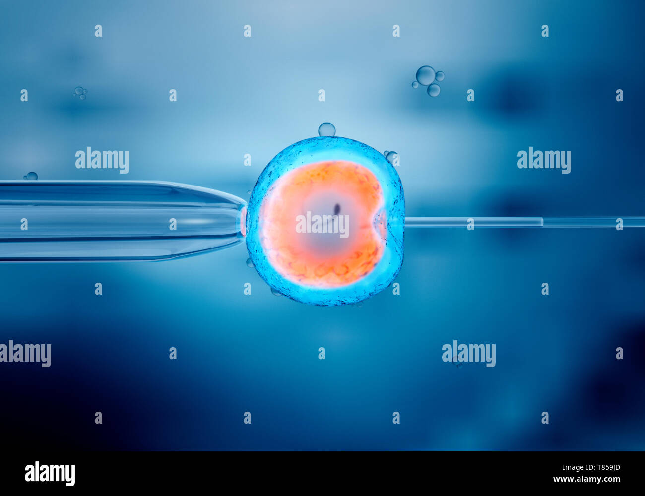 Fertility lab hi-res stock photography and images - Alamy