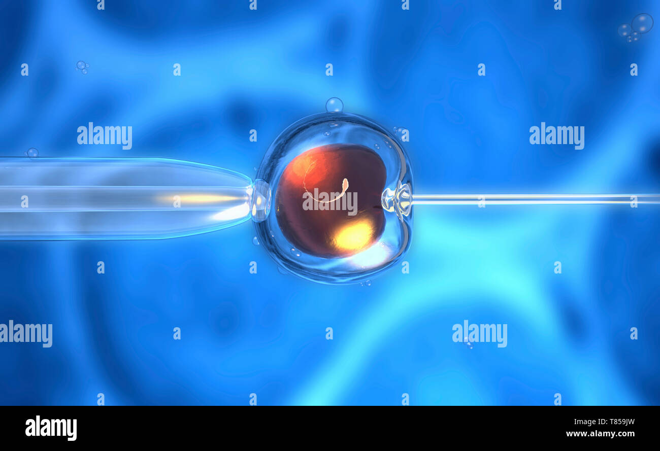 Ivf needle in an egg hi-res stock photography and images - Alamy