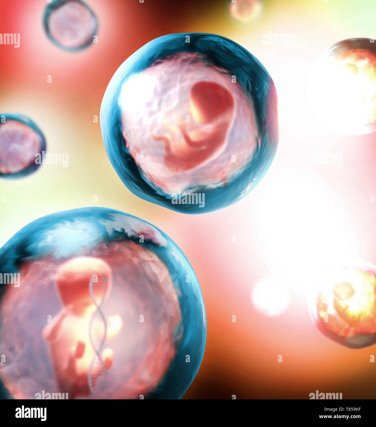 Development of foetus hi-res stock photography and images - Alamy