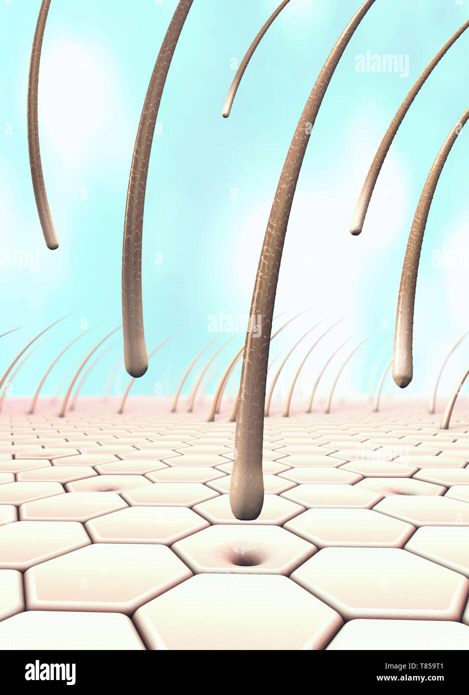 Hair root cell 3d hi-res stock photography and images - Alamy