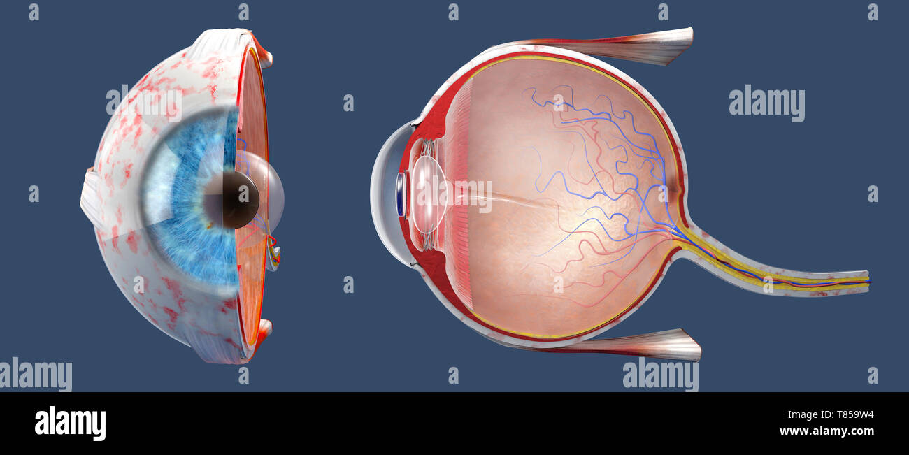 Eyeball Cross Section