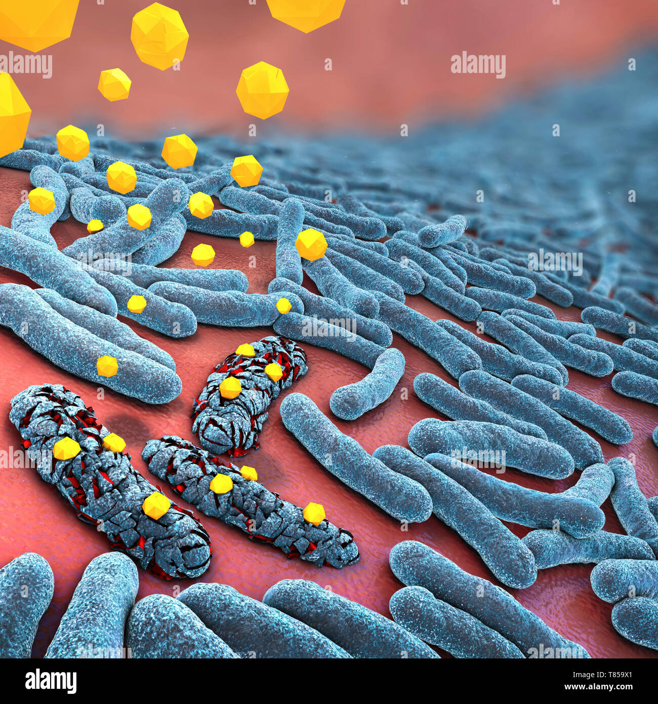Antibiotics destroying bacteria, illustration Stock Photo - Alamy