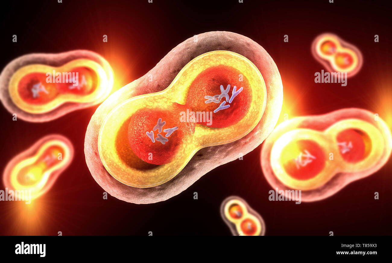 Cell division, illustration Stock Photo - Alamy
